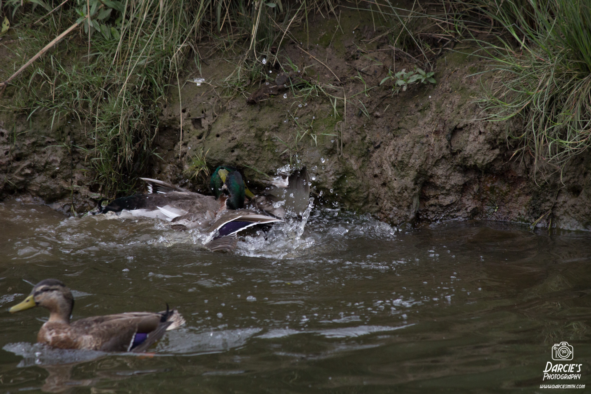 Angry Ducks